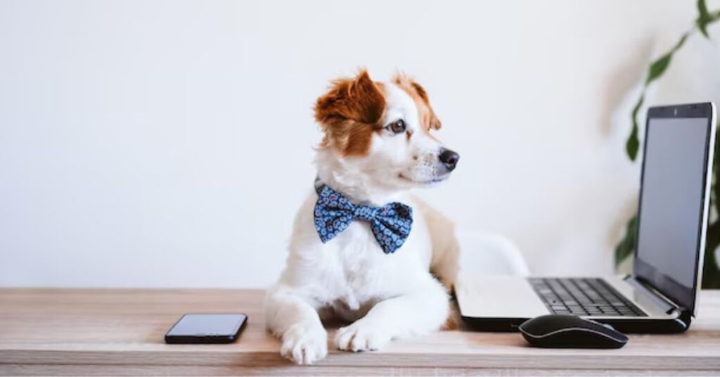 Chihuahua Meme Explained | Funny Dog Memes & Viral Trends