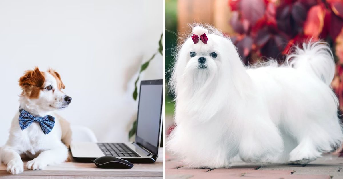 Chihuahua Meme Explained | Funny Dog Memes & Viral Trends