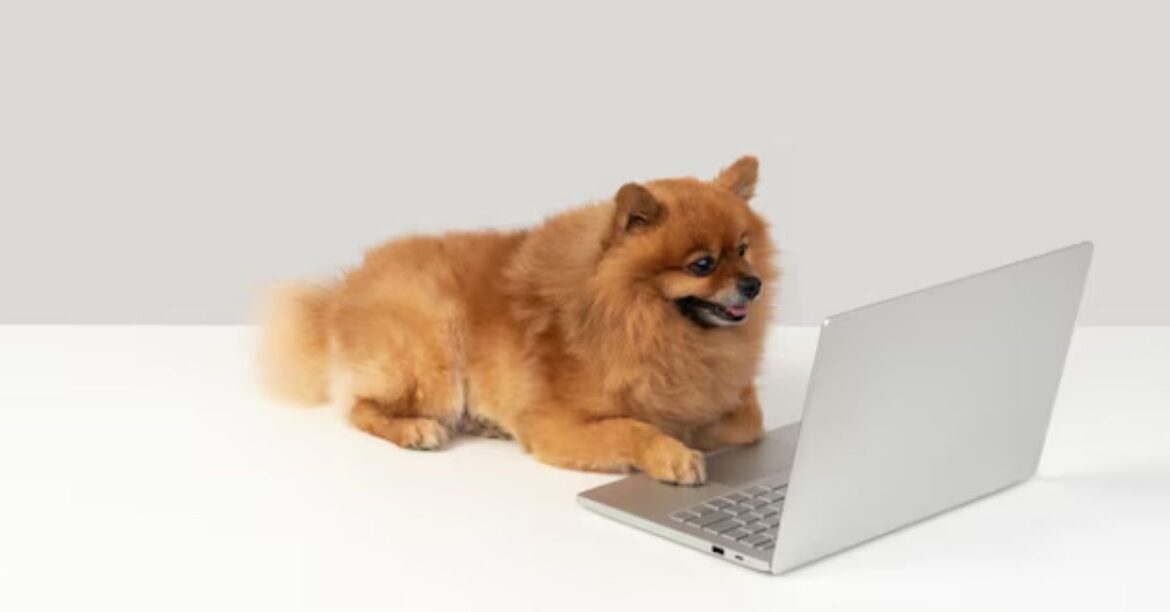 Chihuahua Meme Explained| Why the Internet Loves Them - Chihuahua Nest