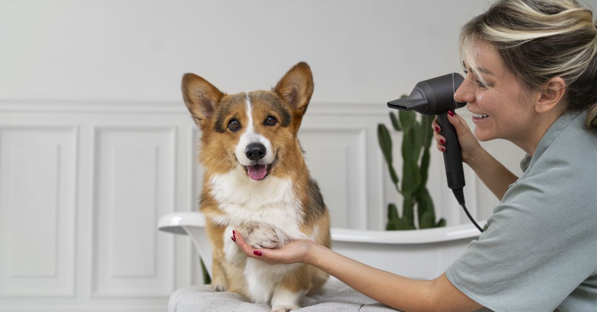 Rat Terrier Chihuahua Mix|Complete Breed Guide & Care Tips - Chihuahua Nest